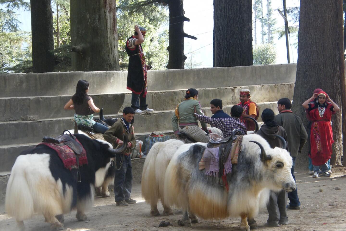 Hadimba Temple Manali (Timings, History, Entry Fee, Images, Aarti ...